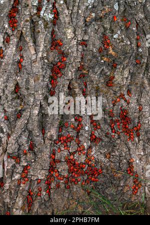 Red bugs crawl on the bark of a tree Stock Photo - Alamy