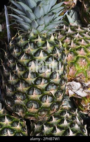 Kastrup/Copenhagen /Denmark/27 March 2023/Fyffes gold pineapple fruit ...