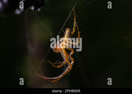 A Linyphia triangularis spider, Linyphiidae family, on white background ...