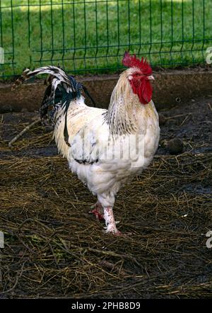 A young cockerel with colorful feathers walks on a farm in the village ...