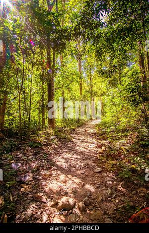 Forest trail scene. in deep woodland Stock Photo - Alamy
