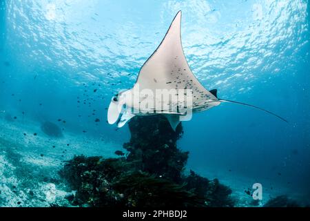 Reef Manta Ray flying in the blue water Stock Photo - Alamy