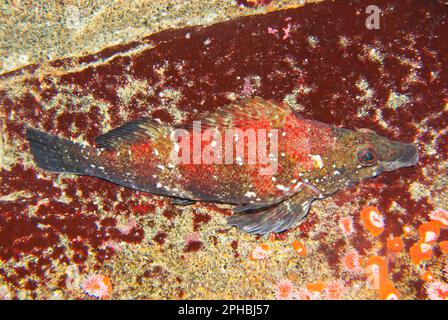 Red fish hide on Coral - camouflage Stock Photo - Alamy