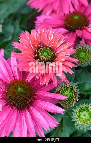 Echinacea Sunseekers Sweet Fuchsia, perennial, double fuchsia-pink ...