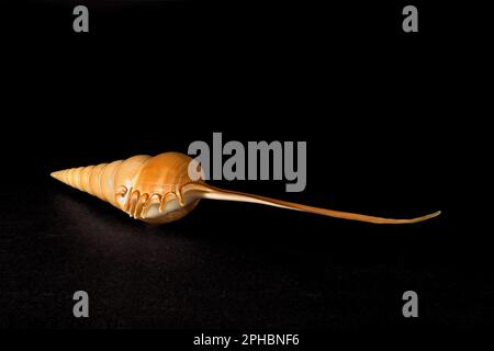 Tibia fusus. Oc. Indopacifico, Filippine Stock Photo - Alamy
