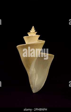 Sea snail shell. Shell of a Thatcheria mirabilis sea snail. This marine ...