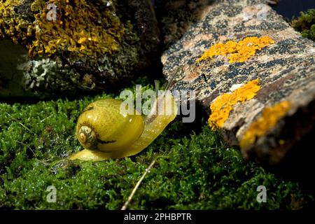 Land snail (Helix aperta syn: Cantareus apertus Stock Photo - Alamy
