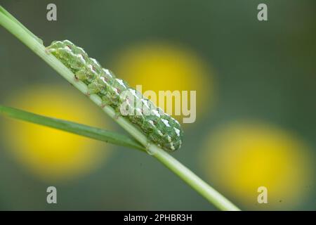 Colourful green caterpillar with black & yellow spots, larva of ...