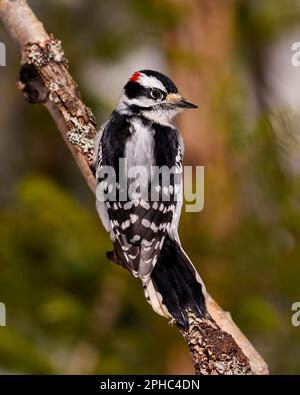 Woodpecker male rear view on a tree branch with a blur background in ...