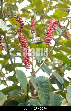 Antidesma bunius or bignay tree with ripe fruit Stock Photo - Alamy