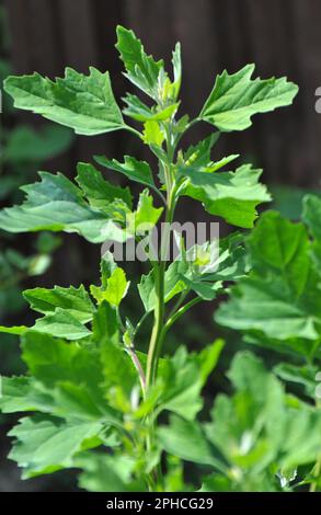 In nature, the field grows a fat hen (Chenopodium album Stock Photo - Alamy