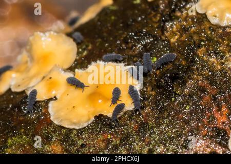 Snow Fleas Aka Winter Springtails - Hypogastrura nivicola Stock Photo ...