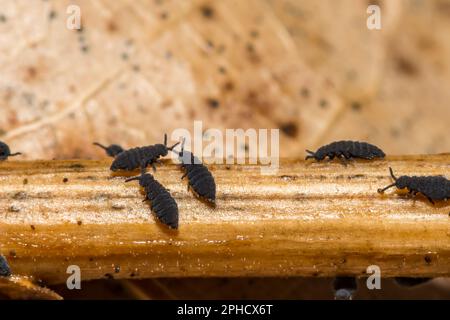 Snow Fleas Aka Winter Springtails - Hypogastrura nivicola Stock Photo ...