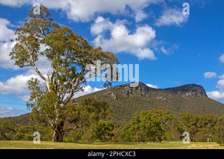 Mt Sturgeon, Grampians (Gariwerd) National Park Stock Photo - Alamy
