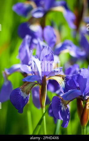 Purple Iris blossoms on a spring day Stock Photo - Alamy