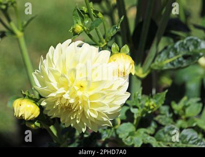 Ivory white Dahlia Stock Photo - Alamy