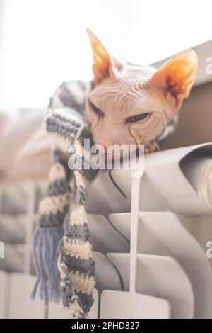 A bald pink sphinx cat lies in winter on a warm central heating ...
