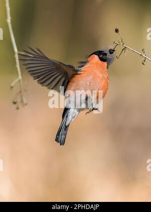 Male Bull Finch Stock Photo - Alamy