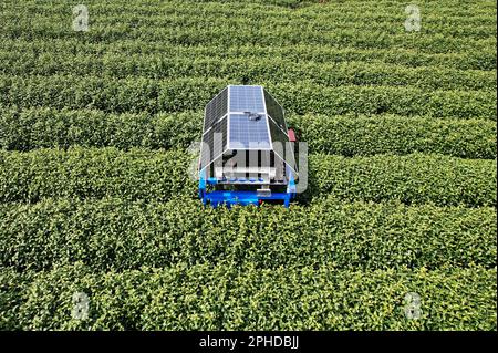 HANGZHOU, CHINA - MARCH 28, 2023 - An AI tea picking robot picks the ...