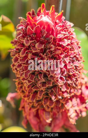 Withered Torch Ginger, also known as Etlingera elatior, red ginger lily ...