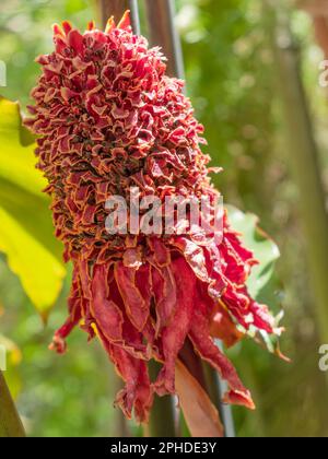 Withered Torch Ginger, also known as Etlingera elatior, red ginger lily ...