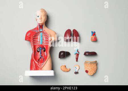 Flat lay composition with human anatomy mannequin and internal organs ...