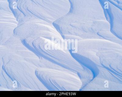 Sastrugi, wind erosion in snow, between glaciers Rabotbreen and ...