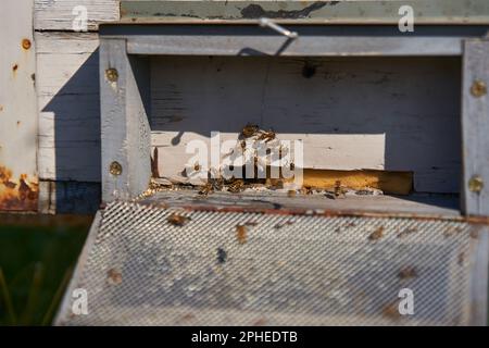 Spring has arrived, bees are starting to swarm in and around the hives ...