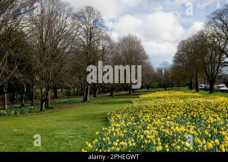 Daffodils in spring, York Walk, Leamington Spa, Warwickshire, England ...