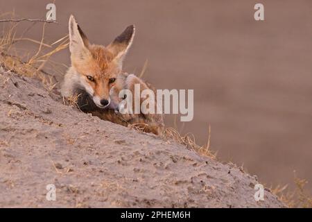 Desert fox (Vulpes vulpes pusilla), also known as the white-footed fox ...