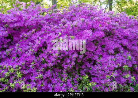 Mauve azalea, Isabella Plantation, Richmond Park, London, UK Stock ...