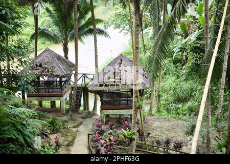 Two wooden huts with thatched roofs in the middle of a dense rainforest ...