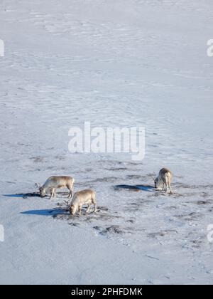 Svalbard Reindeer in Van Mijenfjorden National Park, an endemic ...