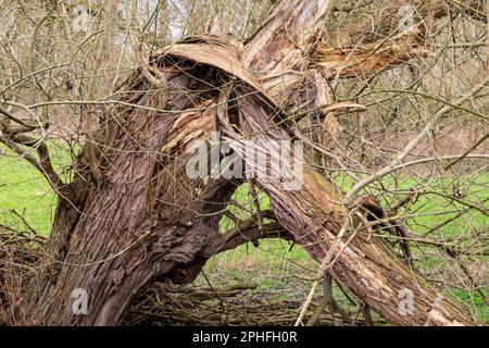 Storm damaged tree UK Stock Photo - Alamy