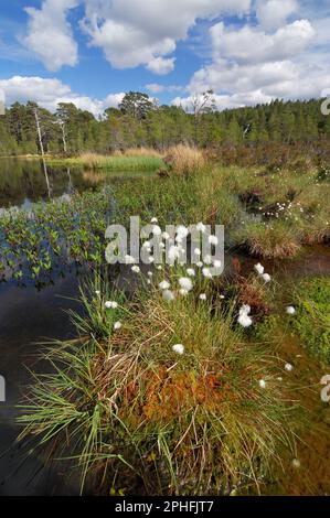 Glen Affric, Coire Loch, peatbog lochan, prime dragonfly habitat in ...