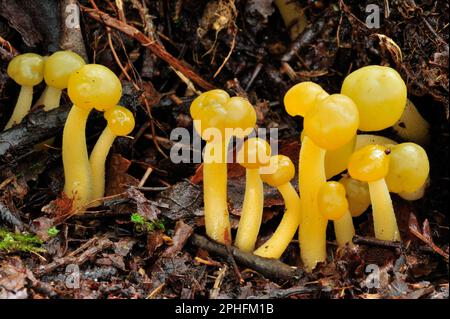 Jelly Baby Fungi (Leotia lubrica) growing on woodland floor of conifer ...