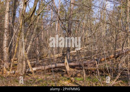 Many fallen trees in a weakened forest damaged by drought and insect ...