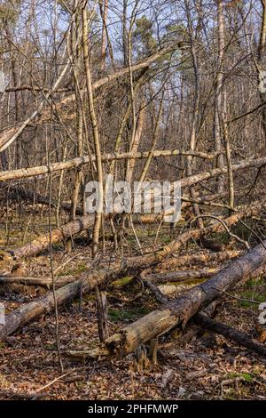 Many fallen trees in a weakened forest damaged by drought and insect ...