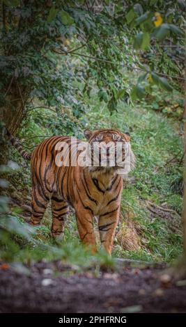 A big yawn. Dudley, UK: STUNNING IMAGES show Joao the tiger up close as ...