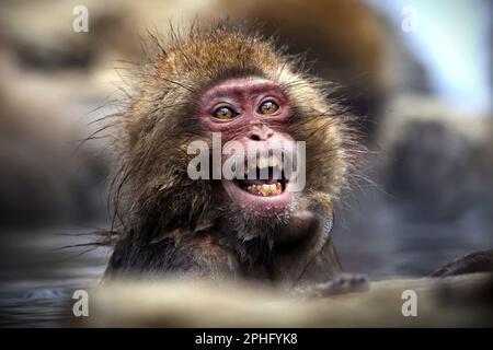 Japanese monkeys soak in an open-air hot spring at the Hakodate ...