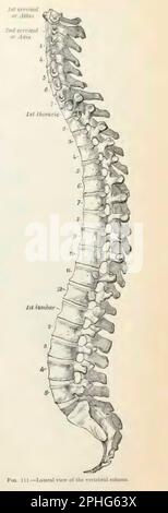 Anatomy of the Human Body, written by Henry Gray, illustrated by Henry ...