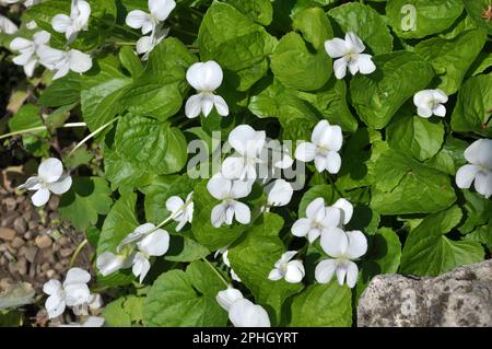 Fresh white Viola canadensis on green leaves background. White Viola in ...