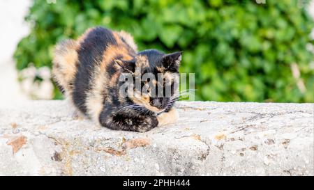 A tortoiseshell ginger-red cat is sleeping on a green background ...