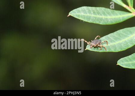 Mediterranean Hyalomma tick (Hyalomma marginatum), invasive species in ...