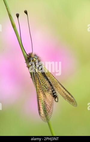 Ascalaphid Libelloides ictericus corsicus. Bunnari. Sassari. Italia ...