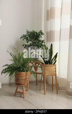 Different houseplants near window in room. Interior design Stock Photo ...