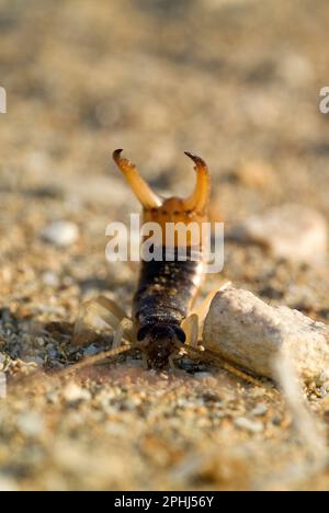 Tawny earwig, striped earwig, riparian earwig, Shore Earwig, larva ...