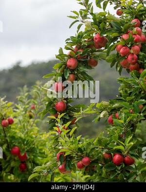 The Huon Valley is the apple orchard heartland of the The Apple Isle ...