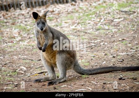 The swamp wallaby has long, coarse fur that is grey and brown in color ...
