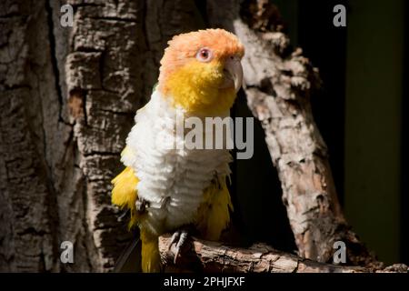 White bellied caique have an orange head or yellow cheeks, cream bill ...